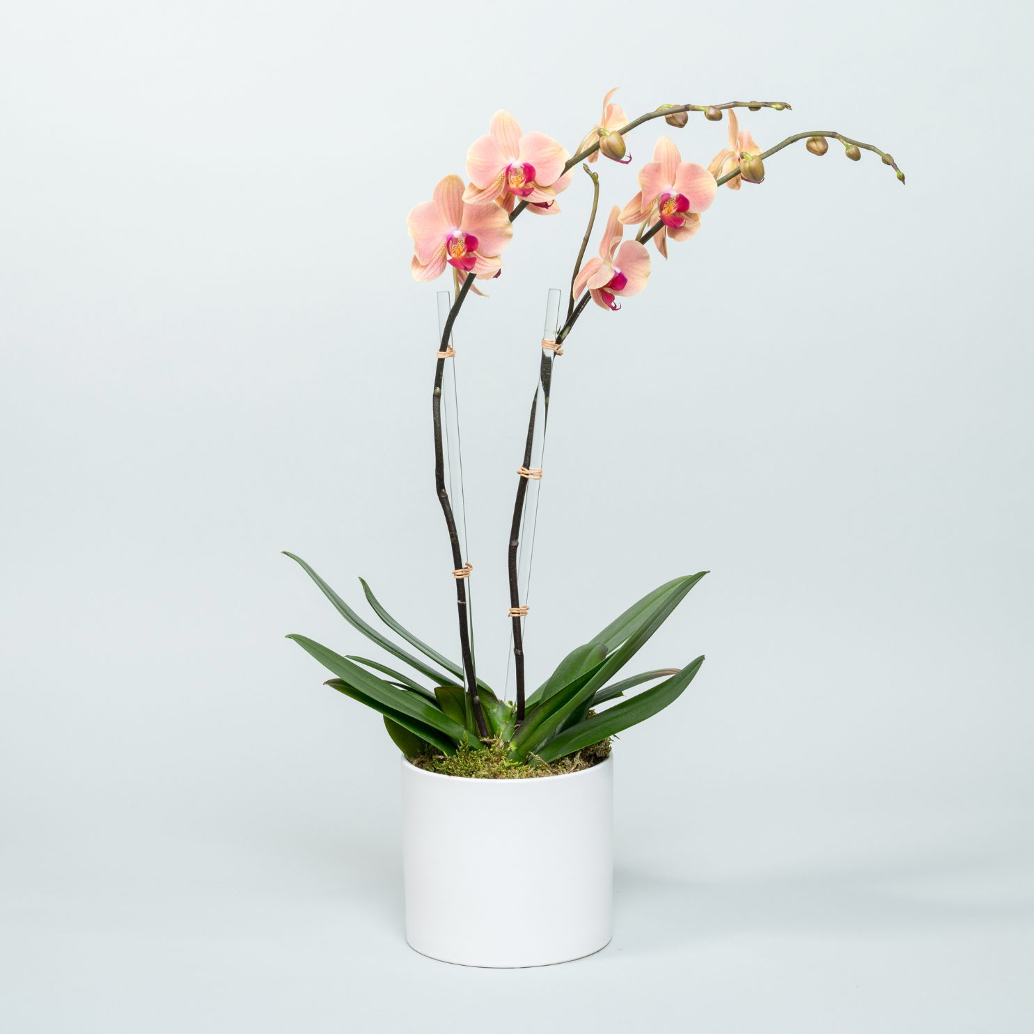 Peach Phalaenopsis Orchids in Pot – Viola Floral