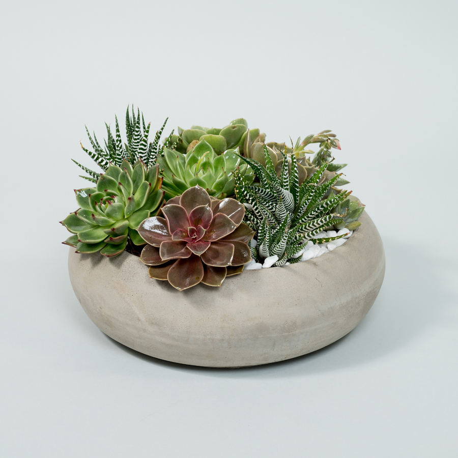 Succulent Garden | Viola Floral